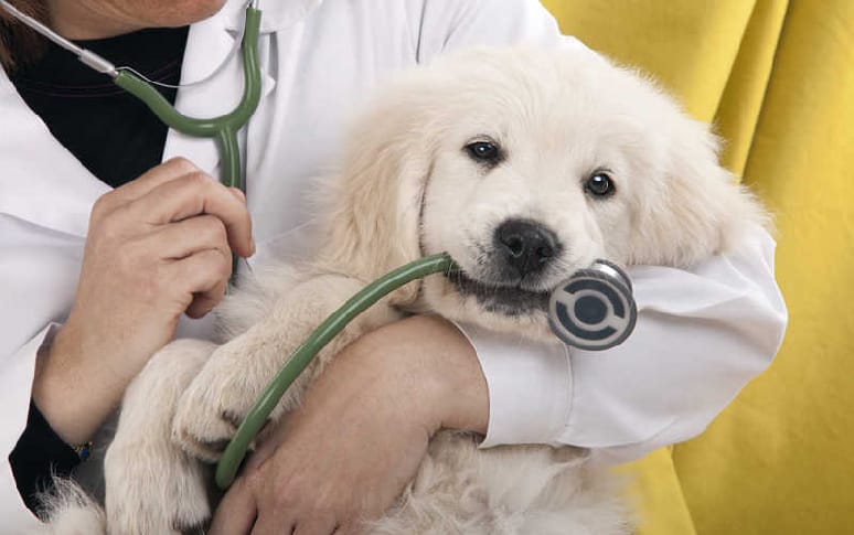7 Unleashing Truths About Canine Cancer - Find Paw Pal
