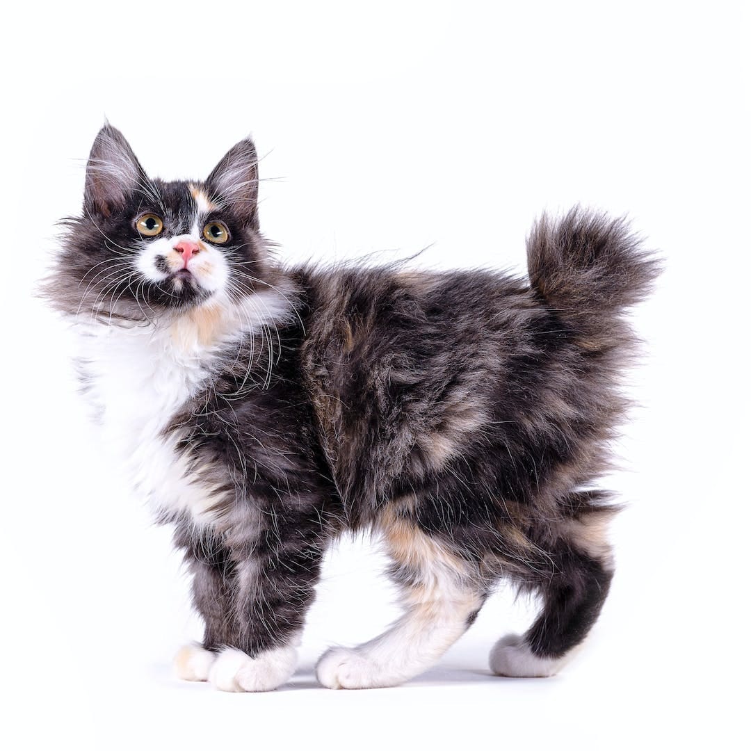 American Bobtail Profile - Find Paw Pal
