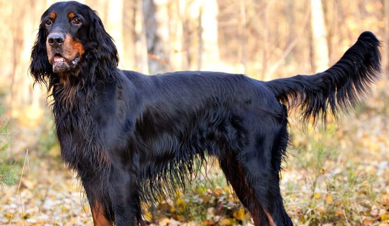 Gordon Setter Profile - Find Paw Pal