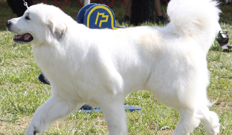 Great Pyrenees Profile - Find Paw Pal