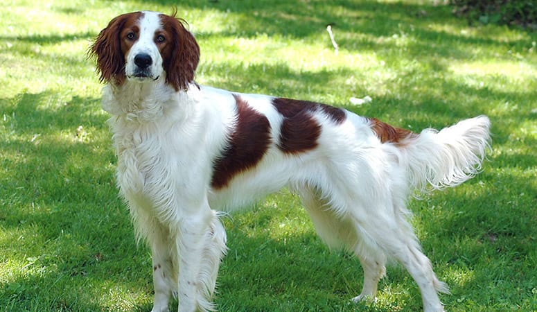 Labrador Retriever Profile - Find Paw Pal