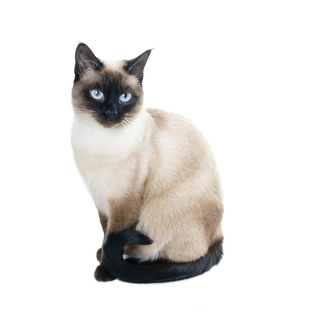 Siamese Profile - Find Paw Pal