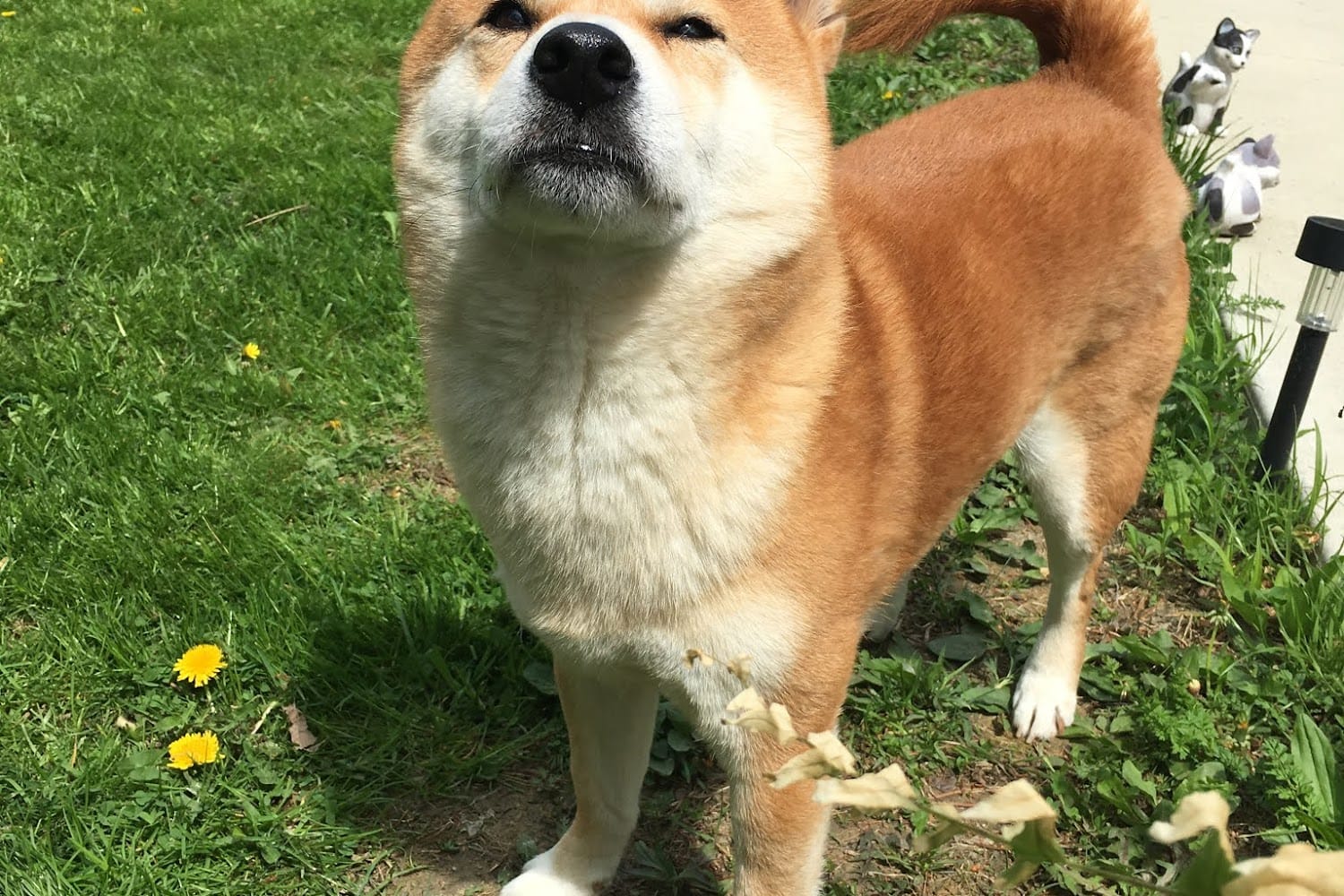 Brown County Humane Society in Georgetown, OH - Find Paw Pal