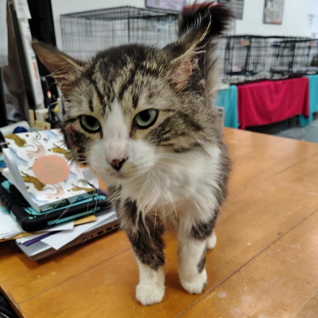 Adopt MILES Today - Find Paw Pal