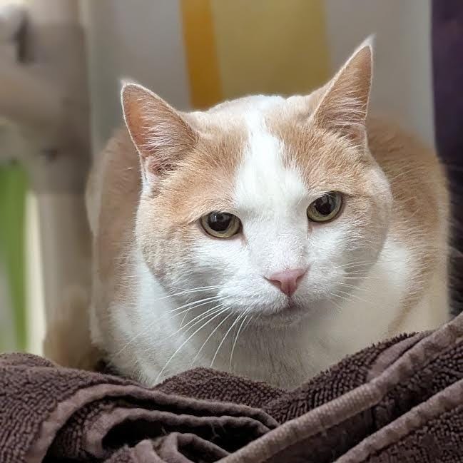 Adopt Howard Today - Find Paw Pal