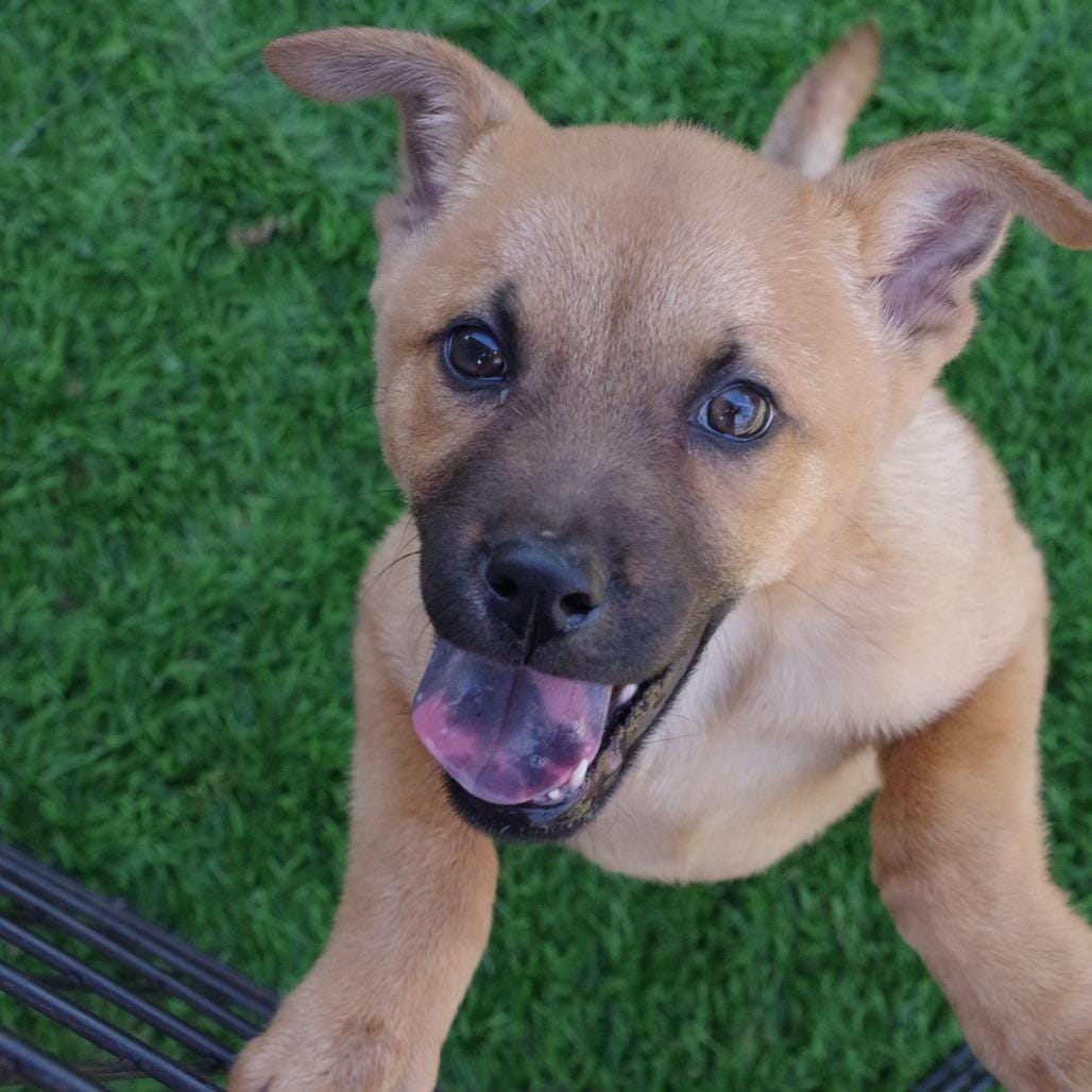 Adopt Puppy Chevy Today - Find Paw Pal