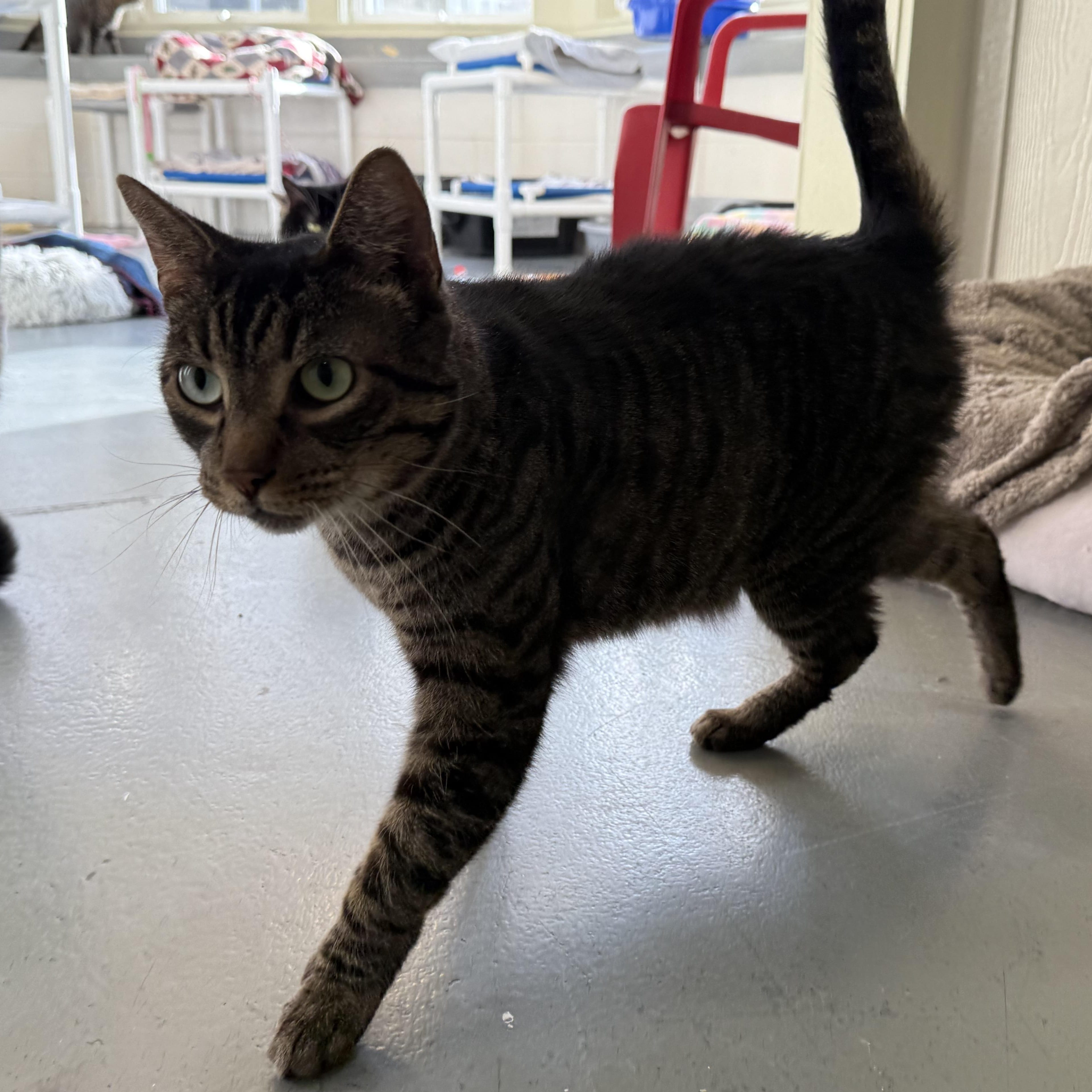 Adopt Clark Today - Find Paw Pal