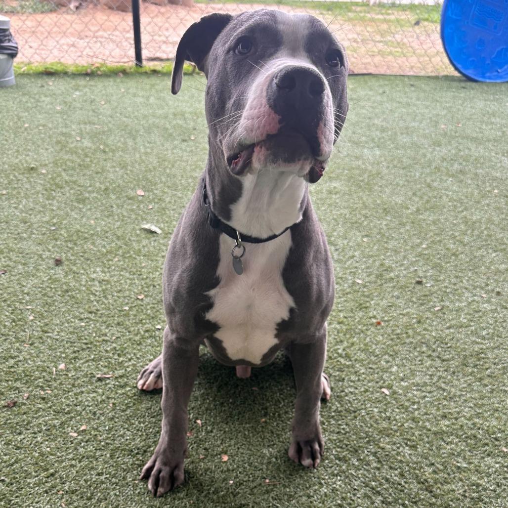 Adopt Tofu Today - Find Paw Pal