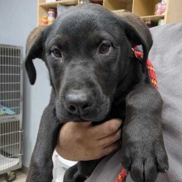 Dog Pounds Near Me - Find Paw Pal