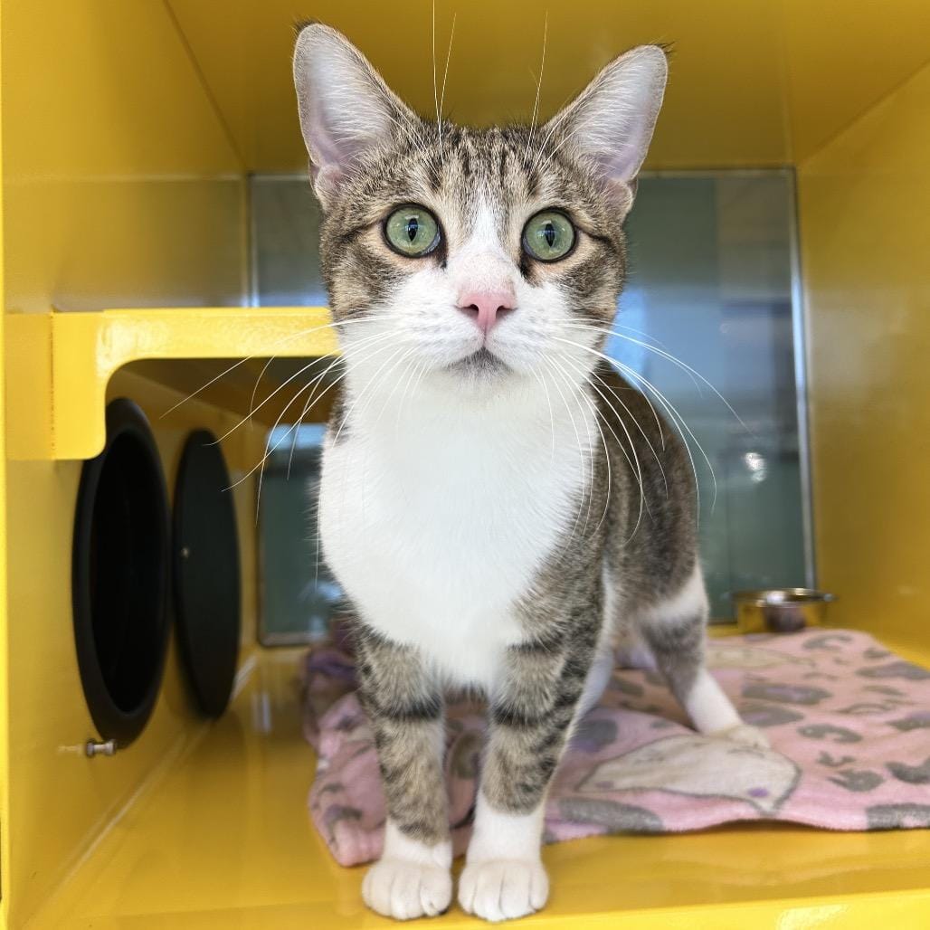 Humane Society Near Me - Find Paw Pal