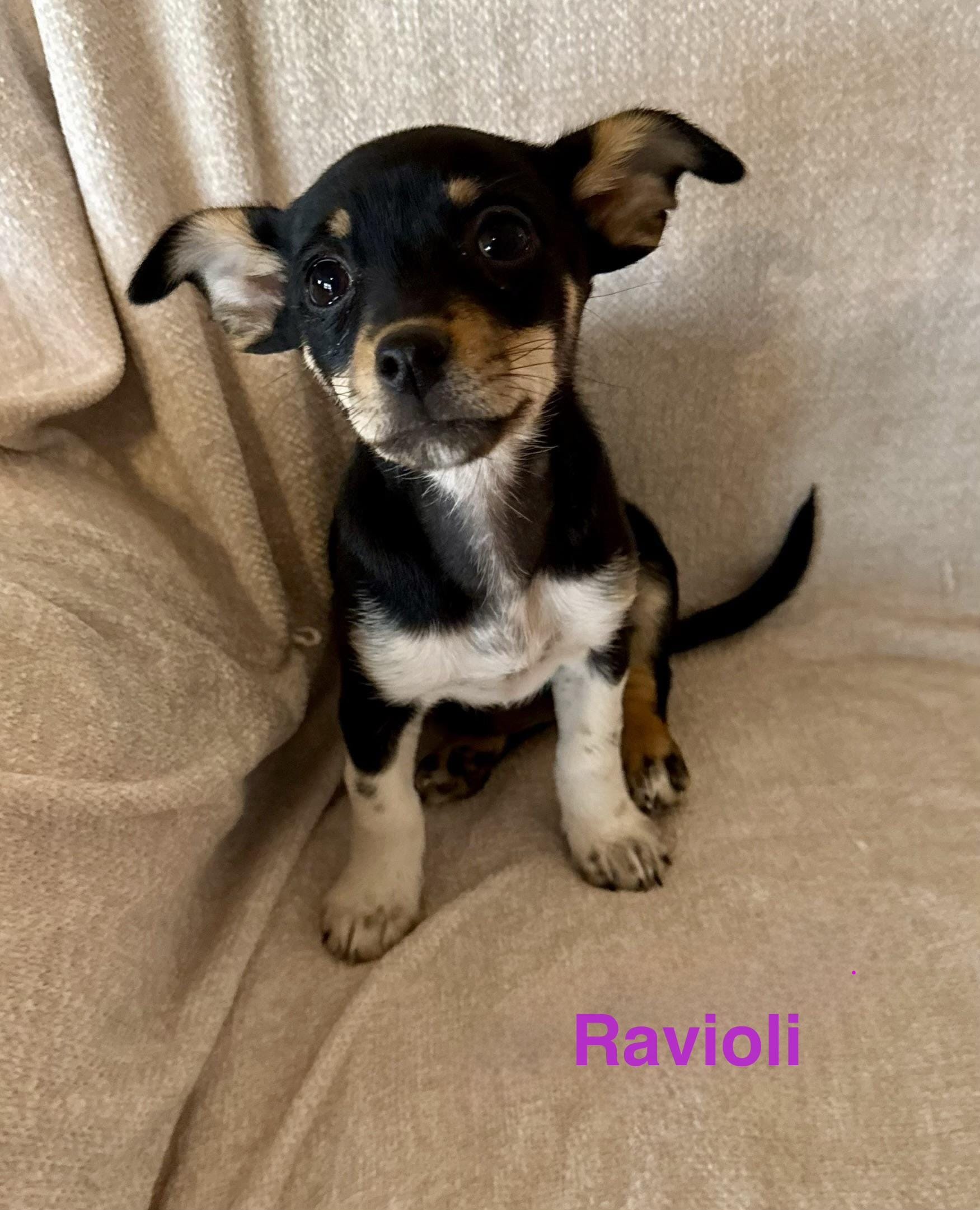 Adopt Birdie Today - Find Paw Pal