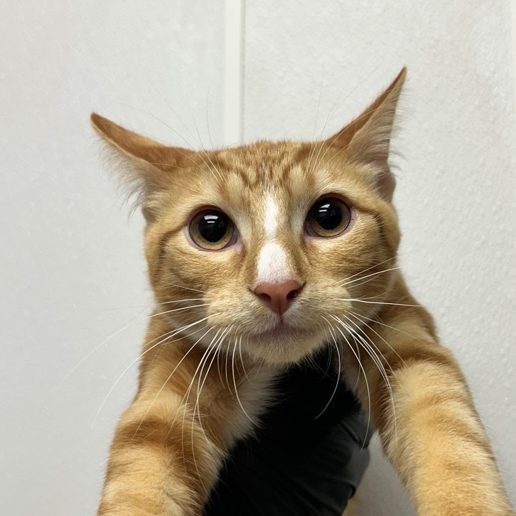 Humane Society Near Me - Find Paw Pal