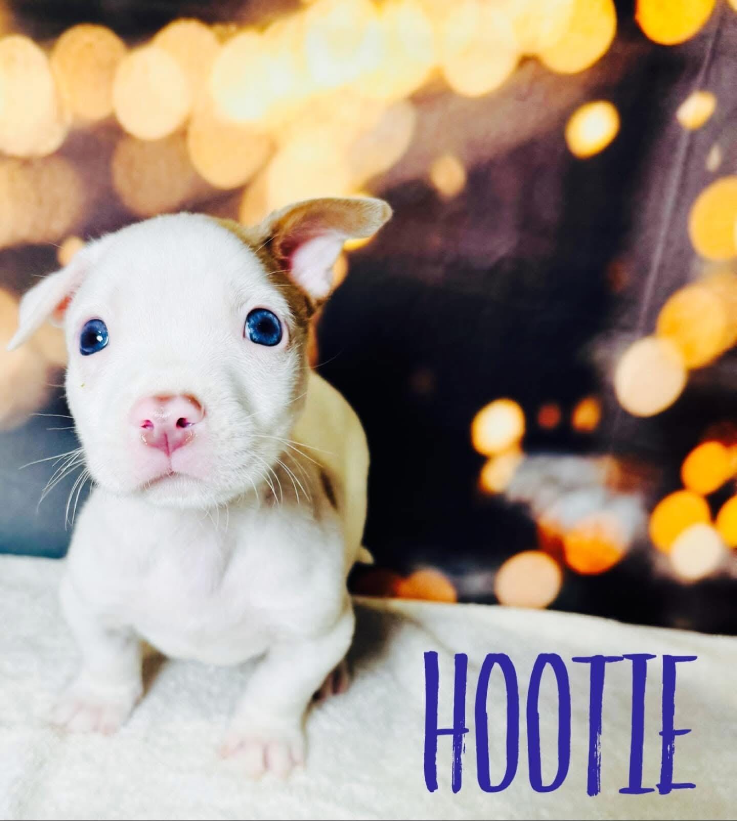 Adopt Hootie the Mixed Breed Puppy! Today - Find Paw Pal