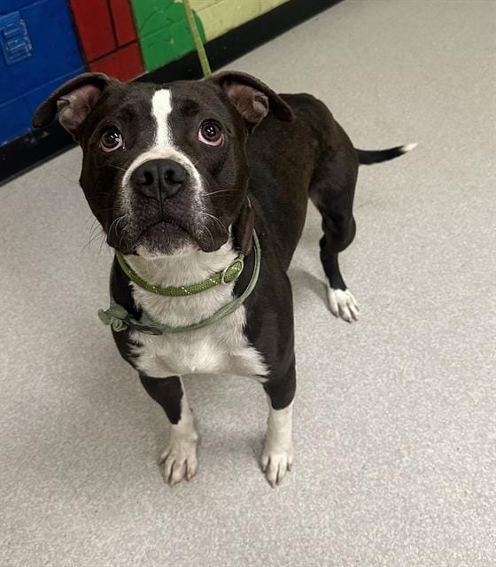Humane Society in Indianapolis, IN - Find Paw Pal