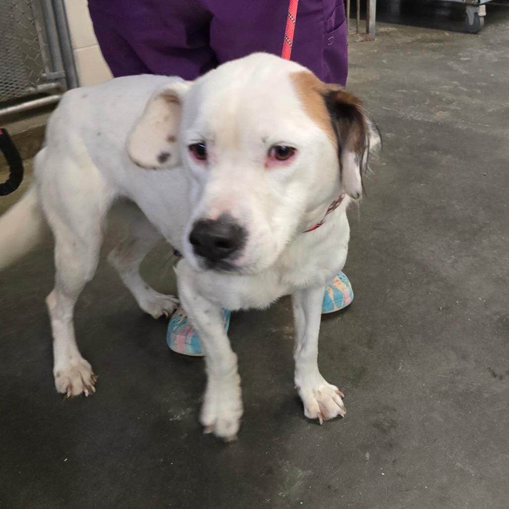 Adopt Hannah Today - Find Paw Pal