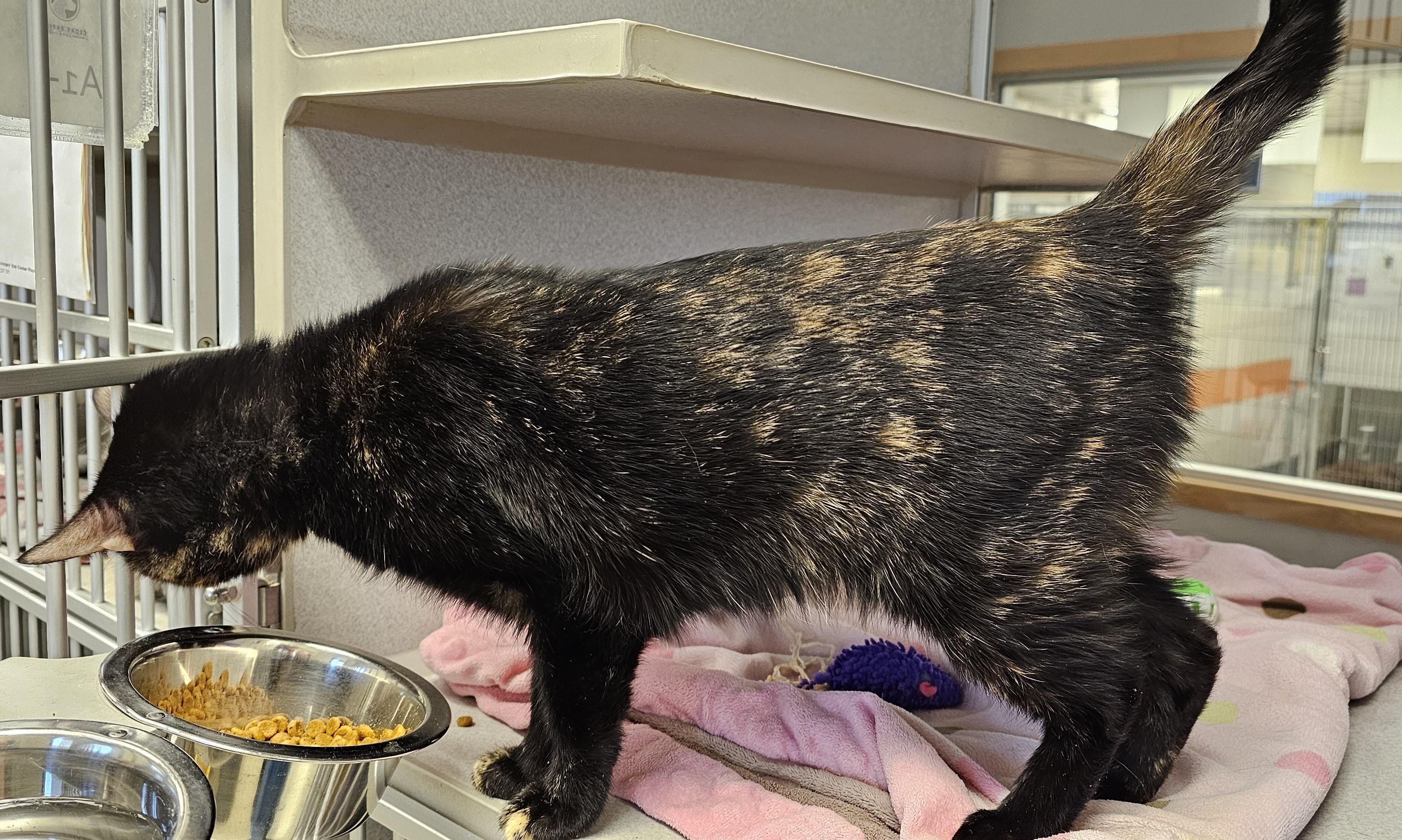 Adopt Starry Today - Find Paw Pal