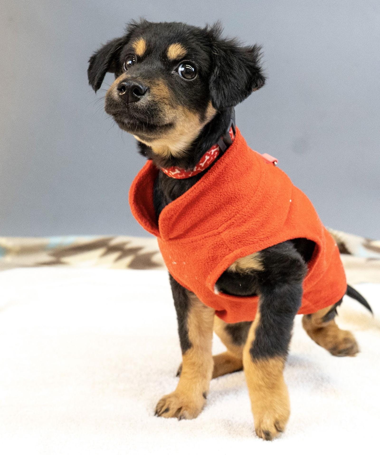 Adopt Brandy Today - Find Paw Pal