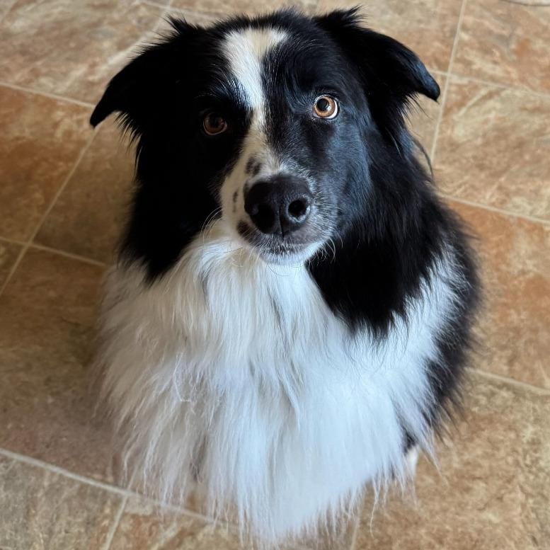 Adopt Dory Today - Find Paw Pal