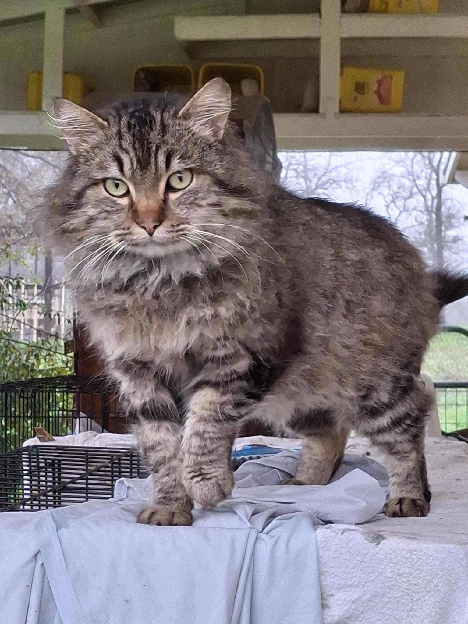 Adopt Ruffus Today - Find Paw Pal