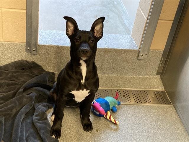 Adopt REMI Today - Find Paw Pal