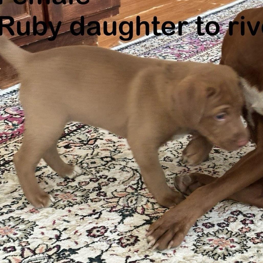 Adopt Ruby Roo Today - Find Paw Pal
