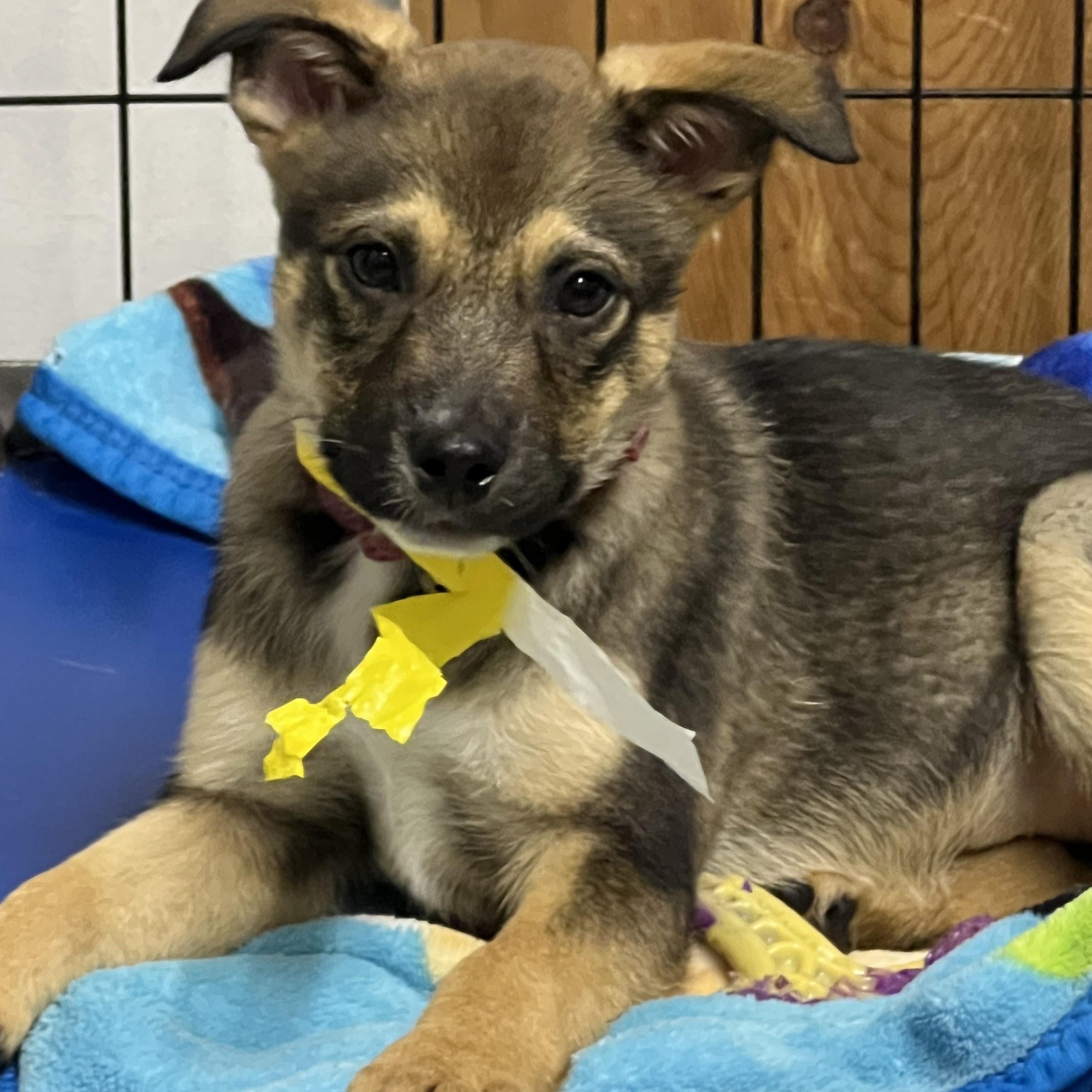 Adopt Mudd Today - Find Paw Pal