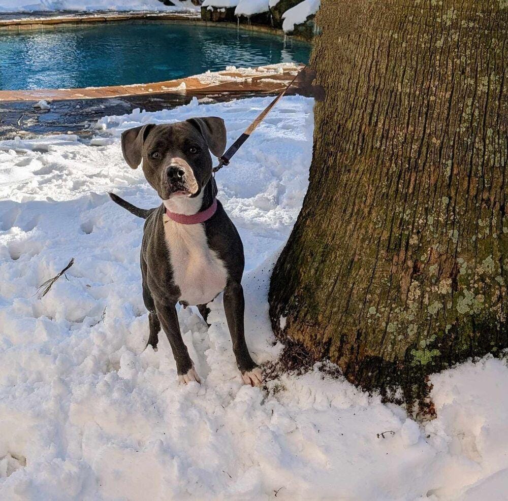 Adopt Pinky (Bonded Pair) Today - Find Paw Pal