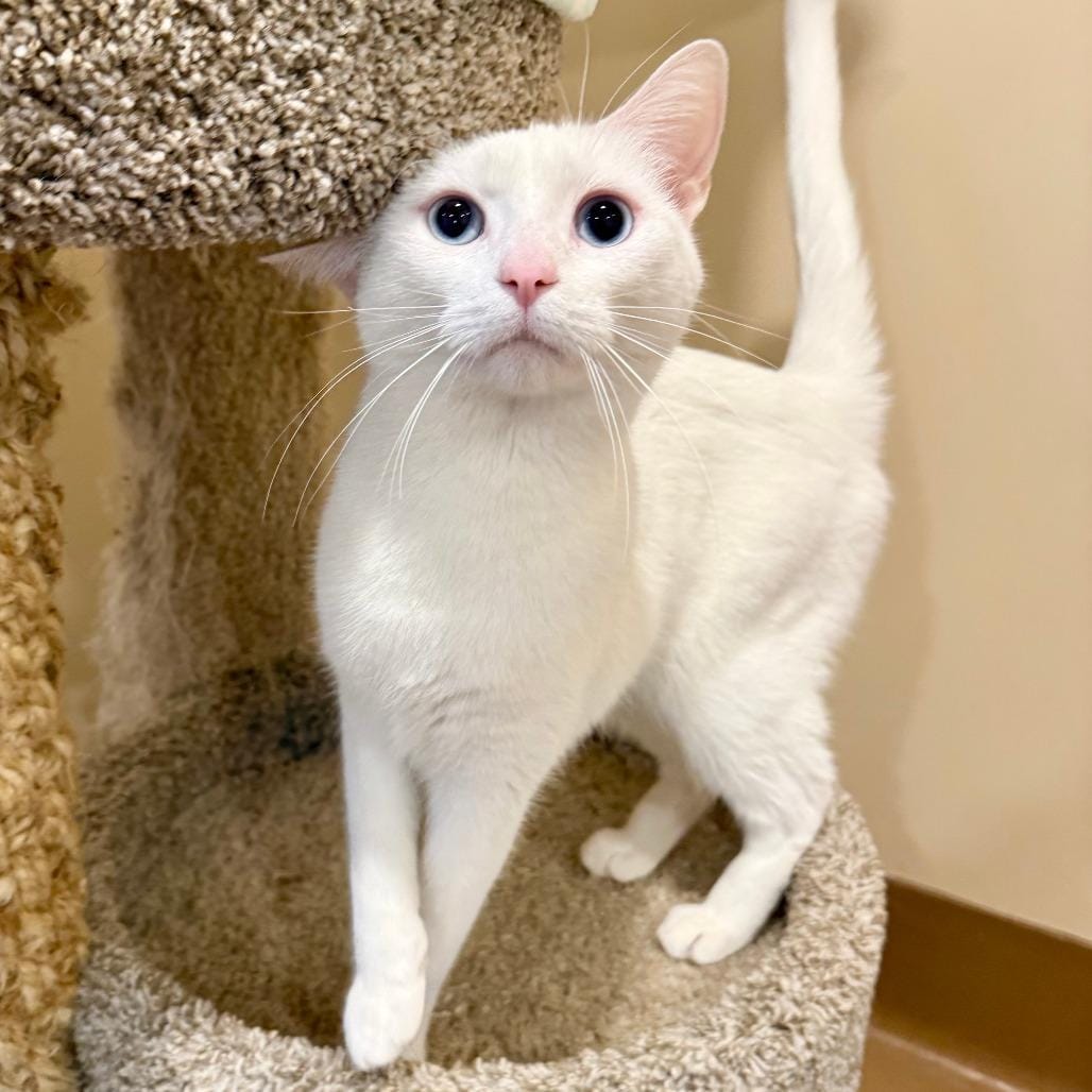 Adopt Milky Today - Find Paw Pal