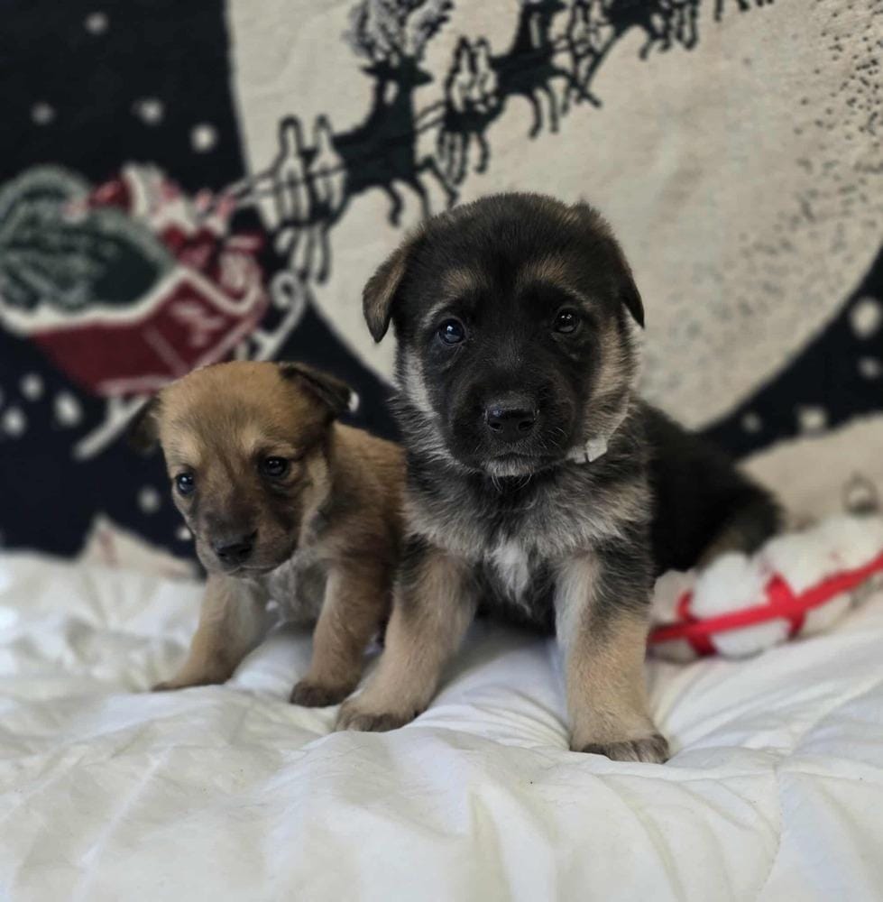 Adopt Agnewe / Daleyza Today - Find Paw Pal