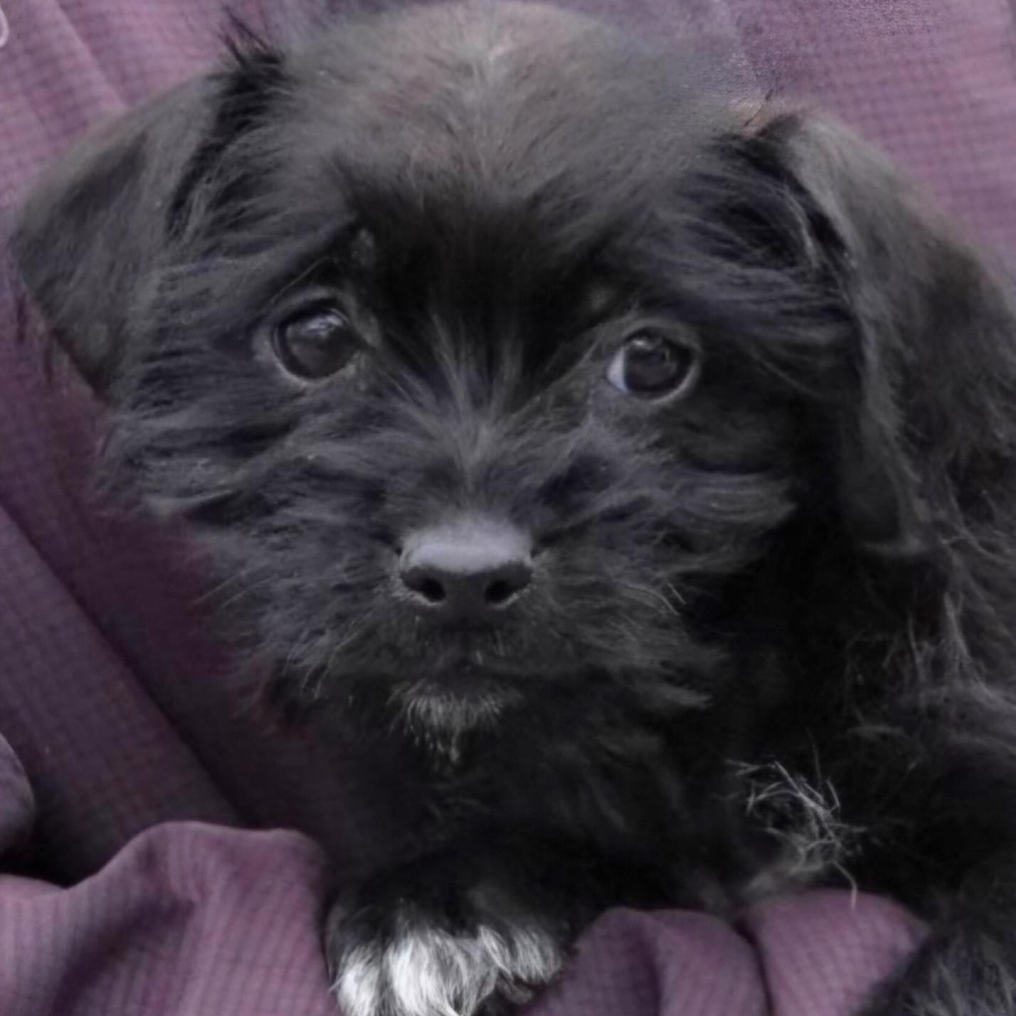 Adopt Maddie Today - Find Paw Pal