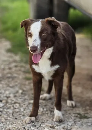 Adopt Red Today - Find Paw Pal