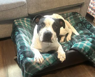Adopt Mowgli Today - Find Paw Pal