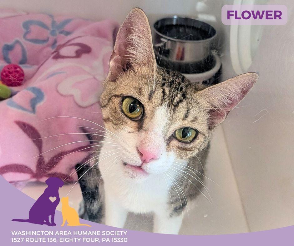 Washington Area Humane Society in Eighty Four, PA - Find Paw Pal