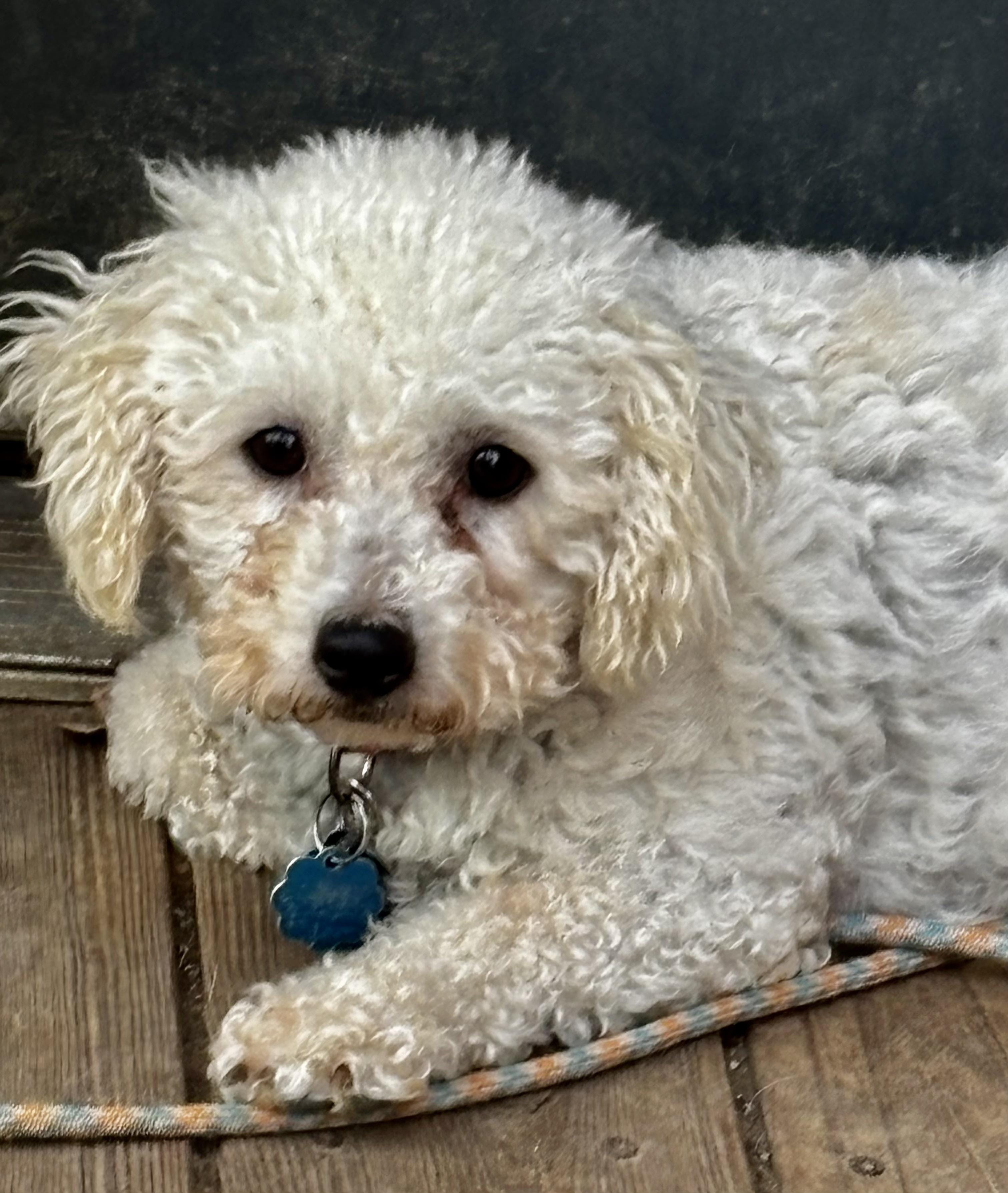 Adopt Krystal Miller Today - Find Paw Pal