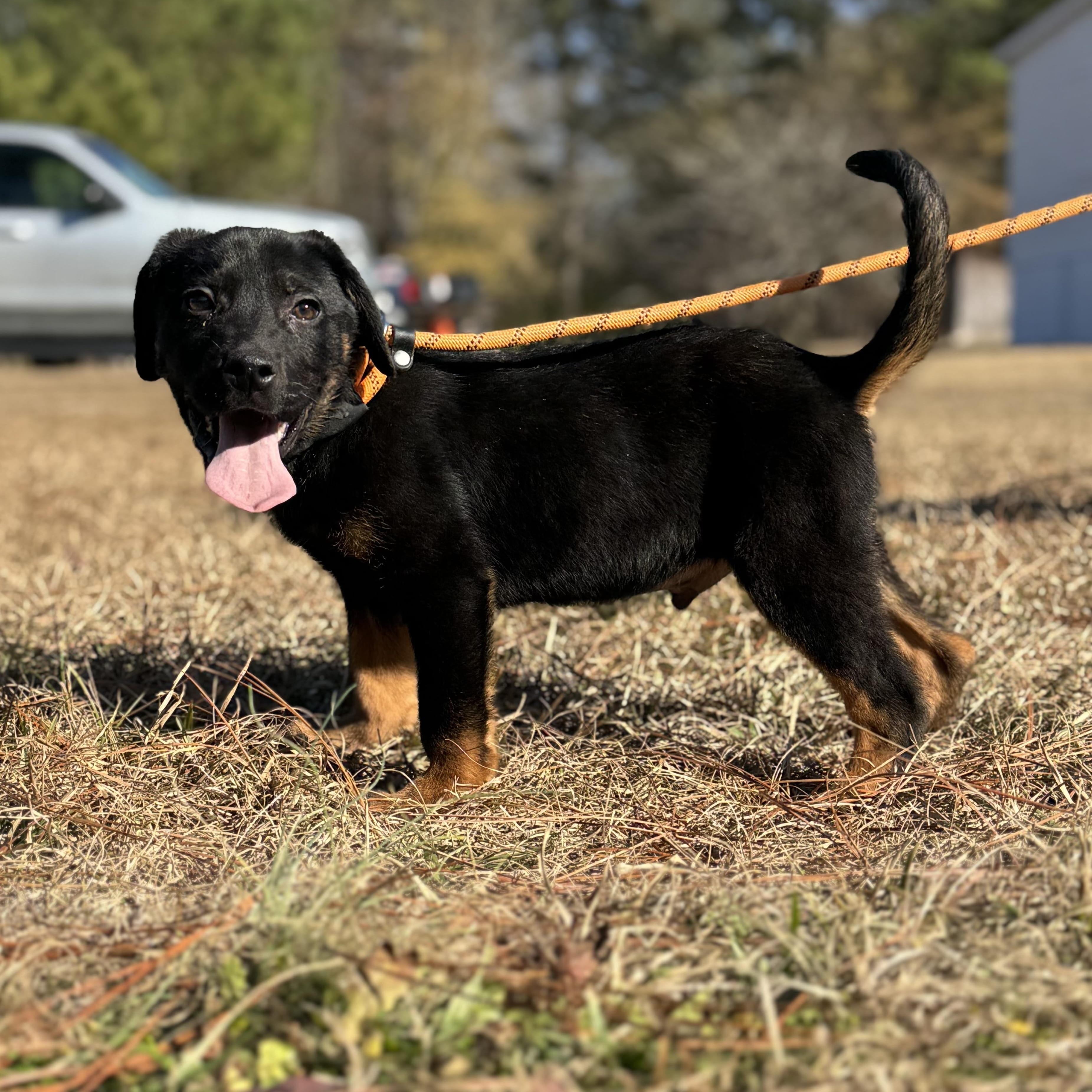 Adopt Gunnar Today - Find Paw Pal