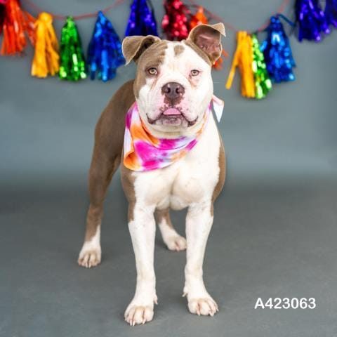 Adopt JOLENE Today - Find Paw Pal