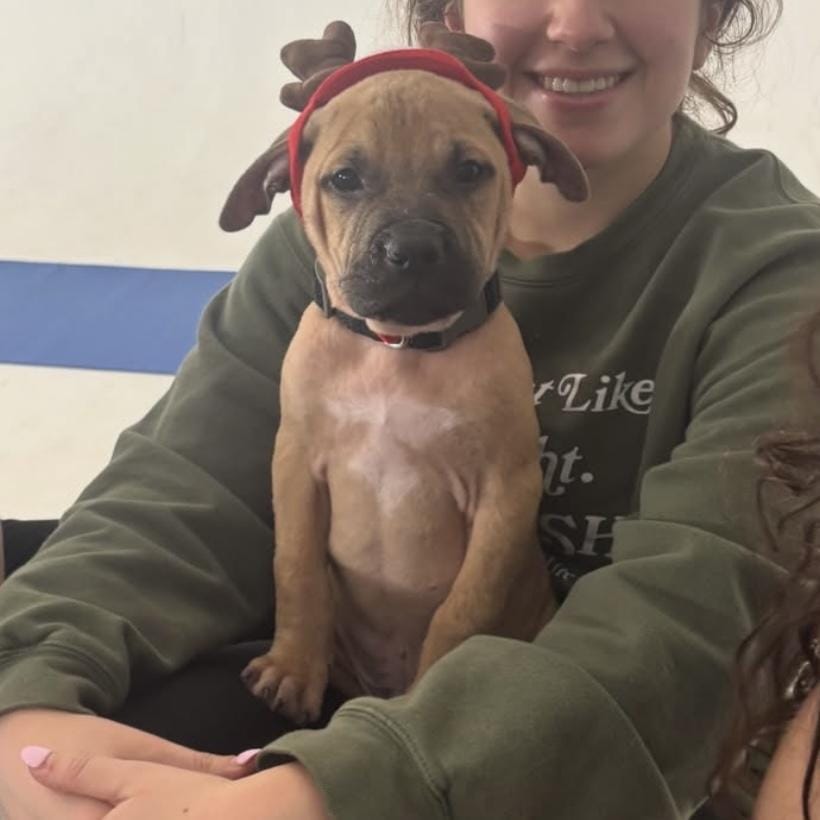 Adopt How The Grinch Stole Christmas Today - Find Paw Pal