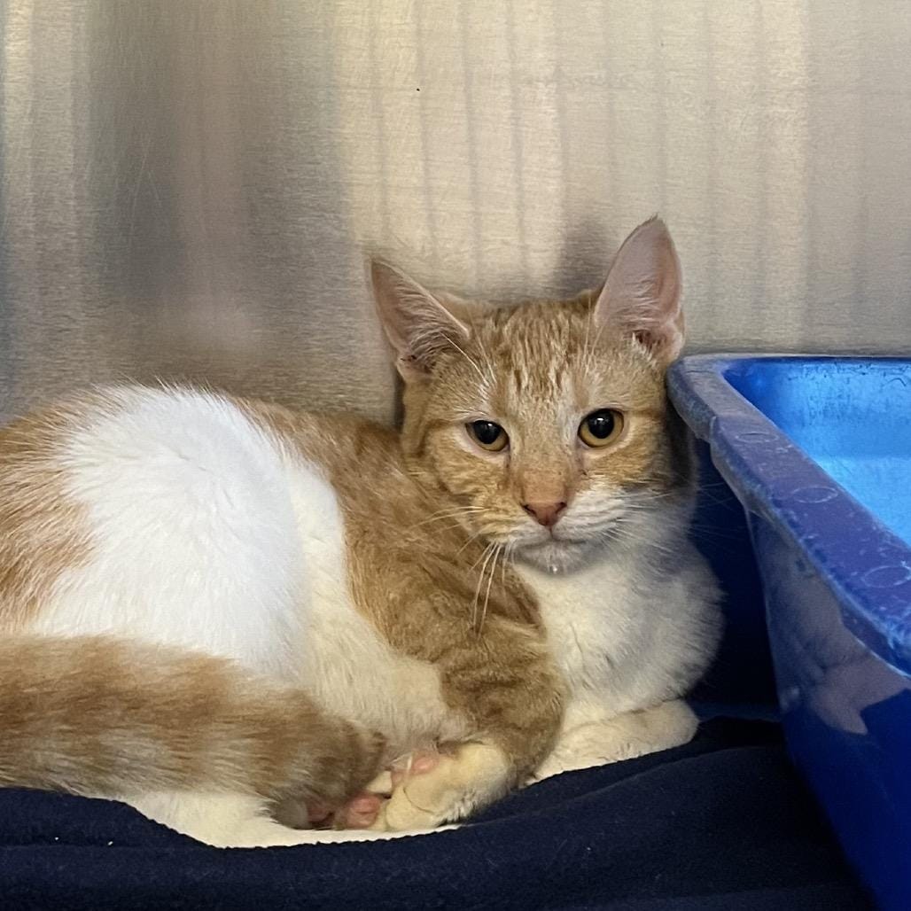 Adopt Pot Roast Today - Find Paw Pal