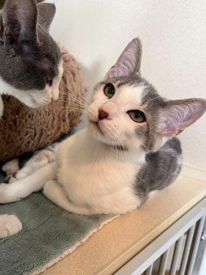 Adopt Erma Today - Find Paw Pal