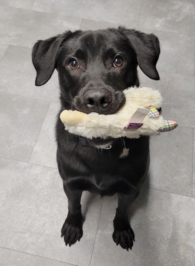 Adopt Maui Today - Find Paw Pal