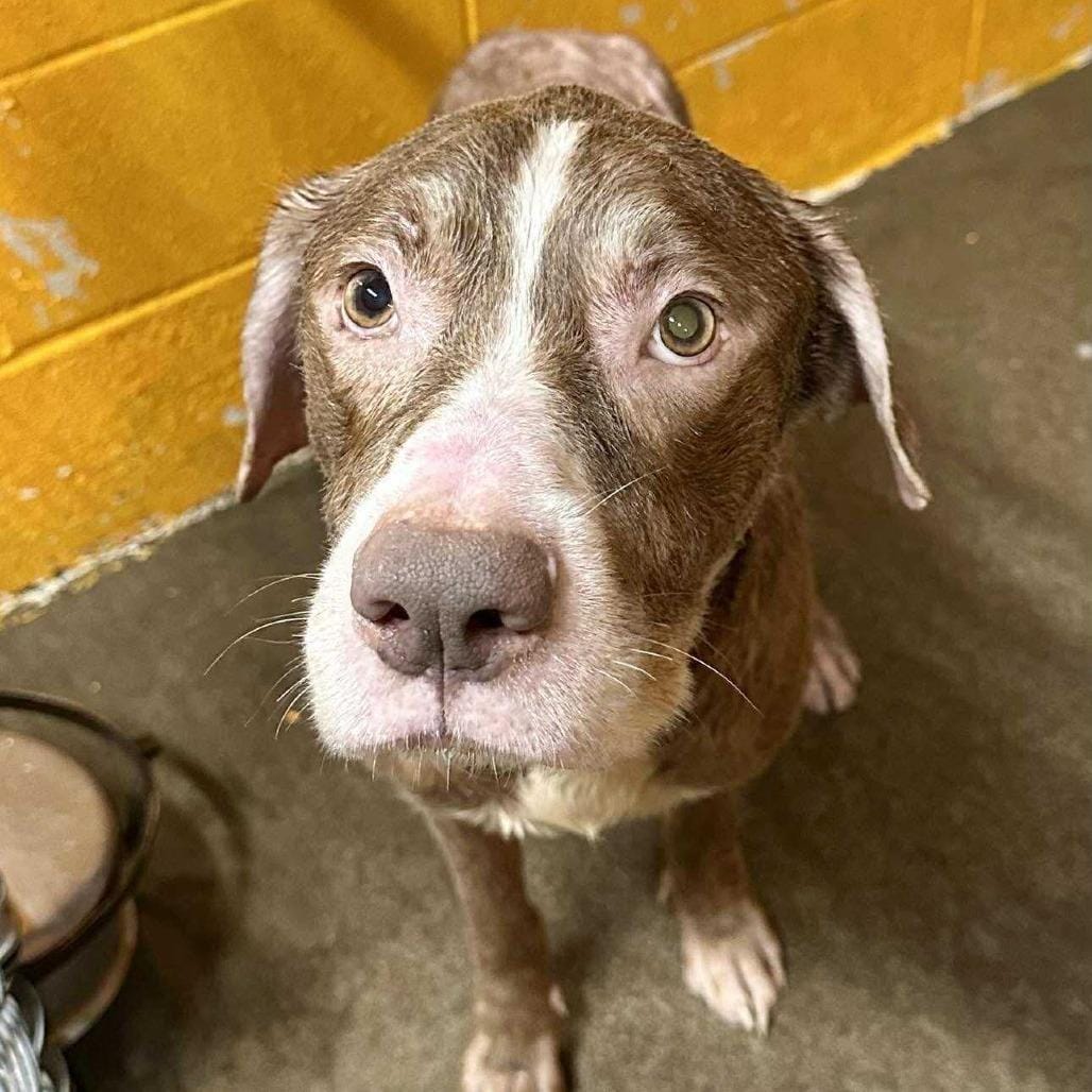 Adopt CoCo Today - Find Paw Pal
