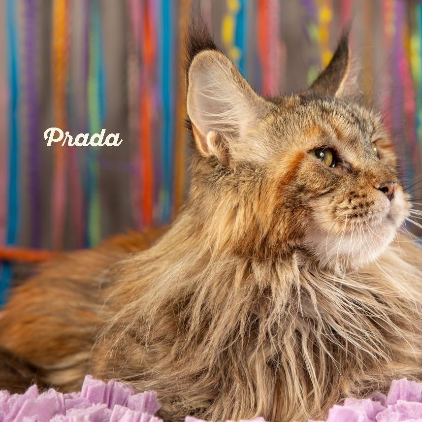 Adopt Prada Today - Find Paw Pal