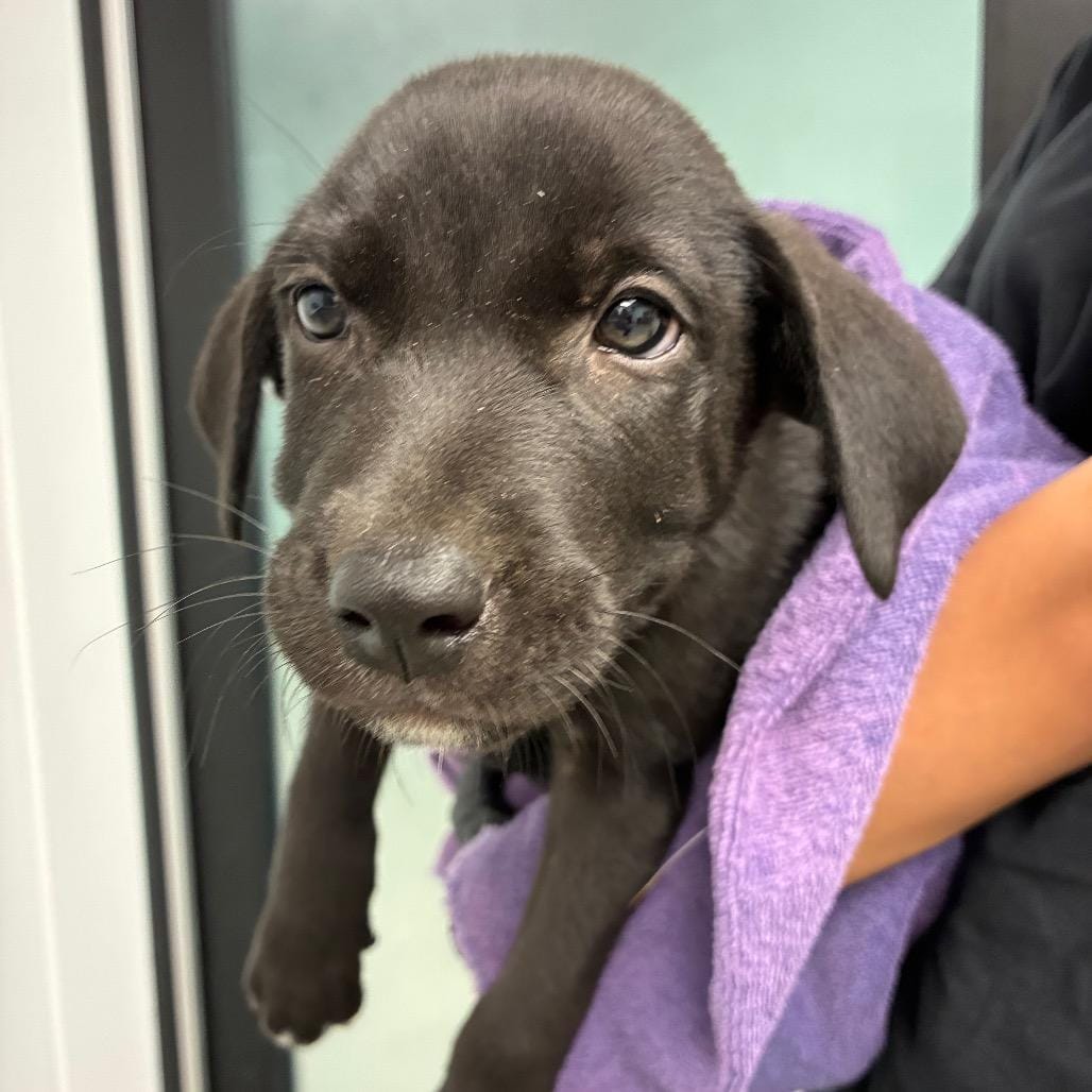 Dog Pounds Near Me - Find Paw Pal