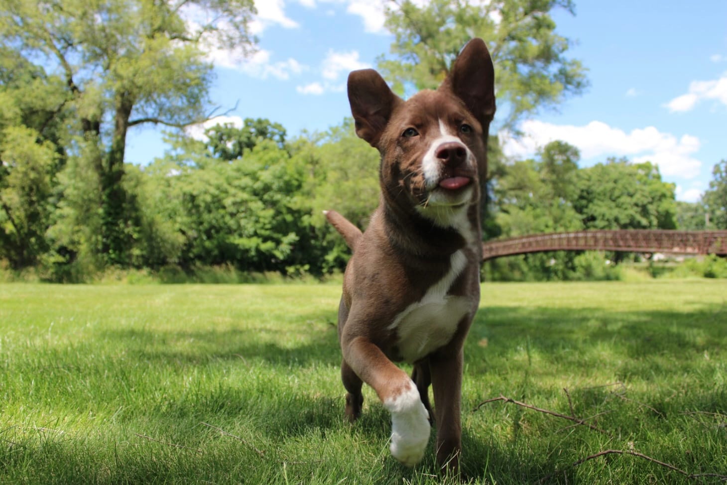 Adopt CINNAMON Today - Find Paw Pal