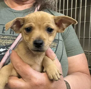 Adopt Bitsy Today - Find Paw Pal
