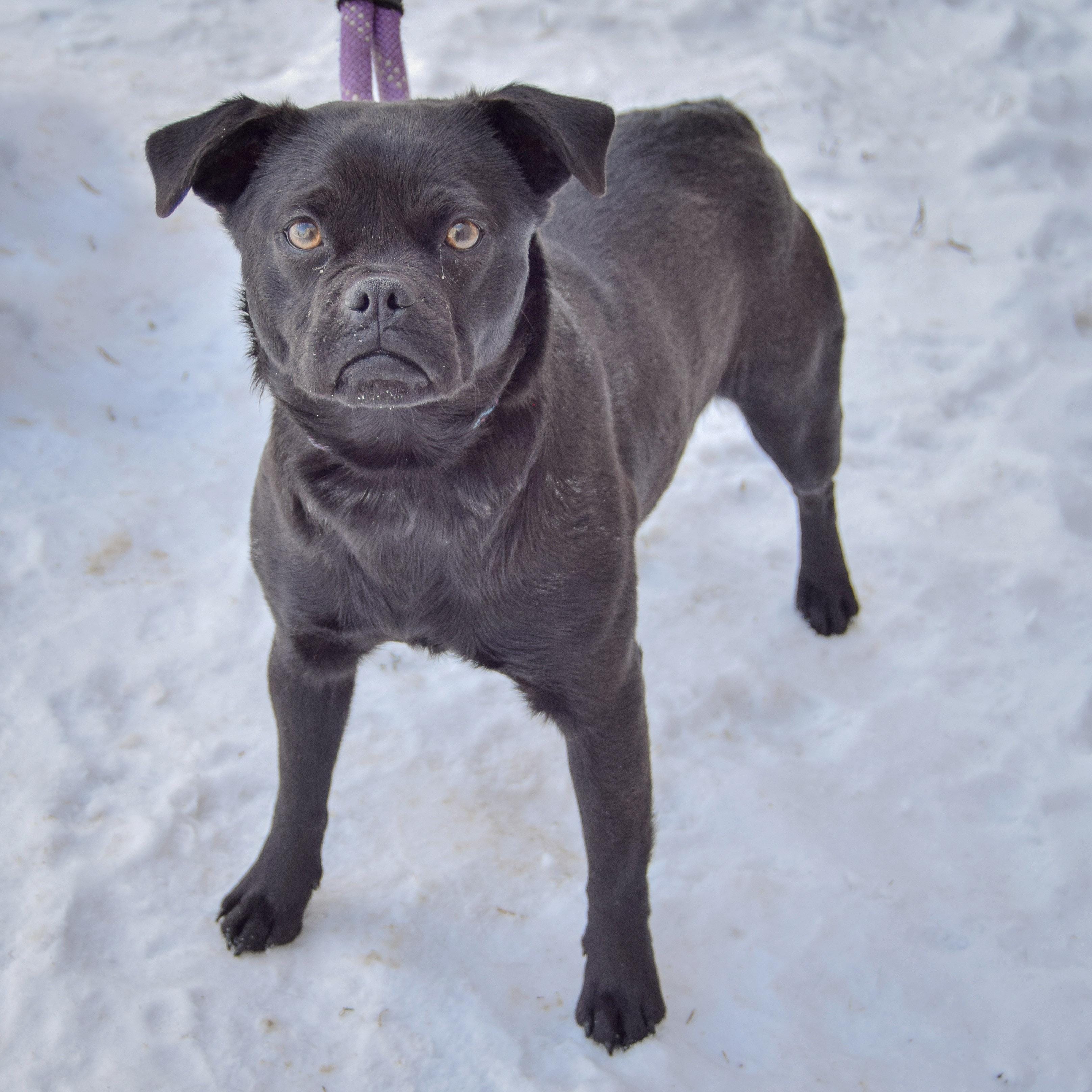 Adopt Maddie Today - Find Paw Pal