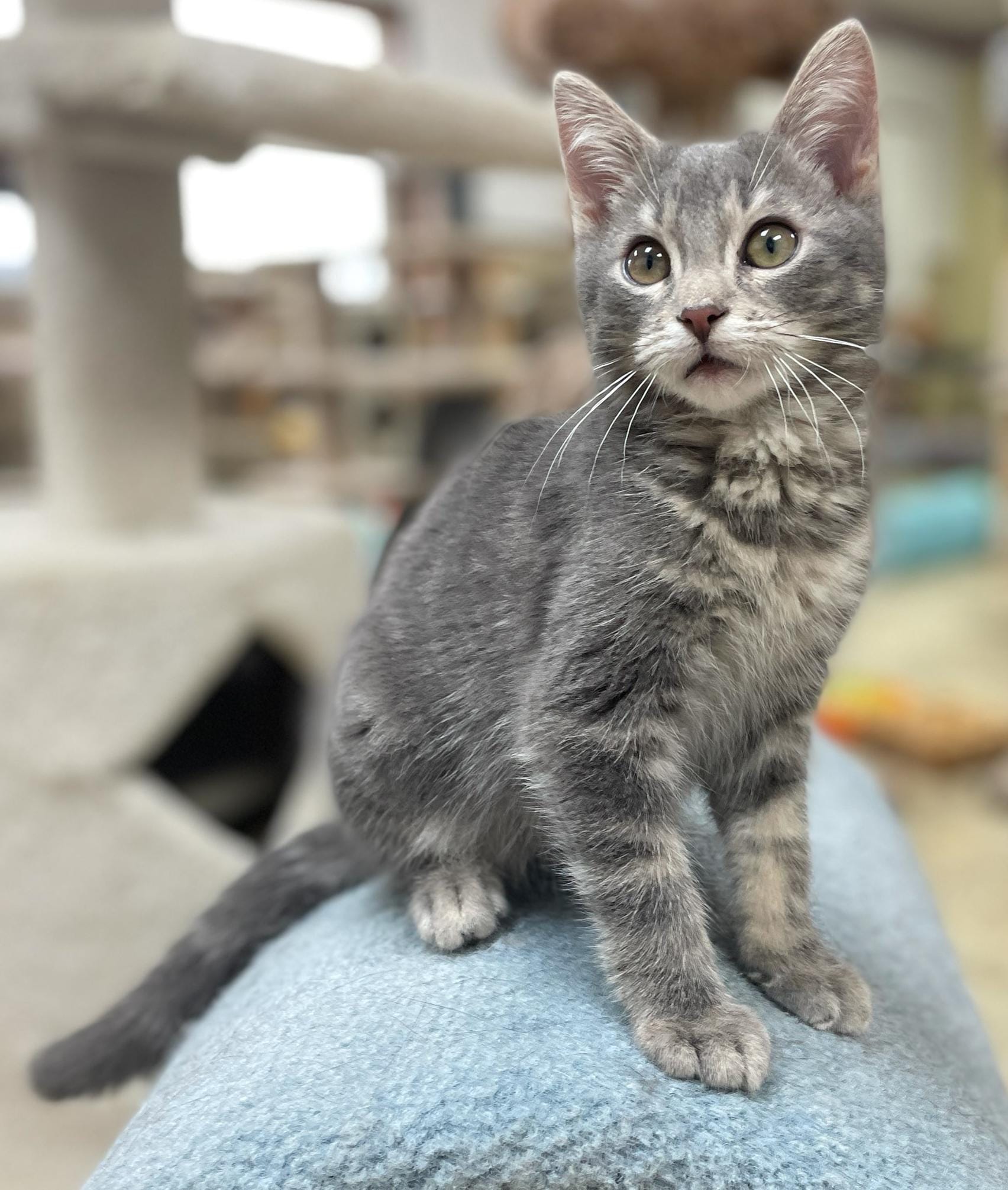 Clark County Humane Society in Neillsville, WI - Find Paw Pal