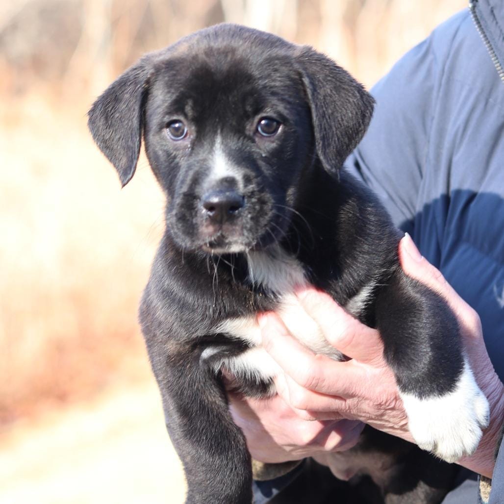 Adopt CT Cabbage Patch Today - Find Paw Pal