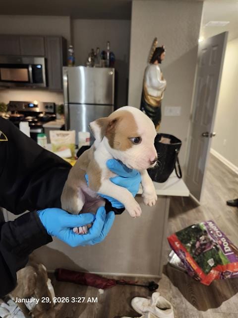 Adopt MOLLY Today - Find Paw Pal