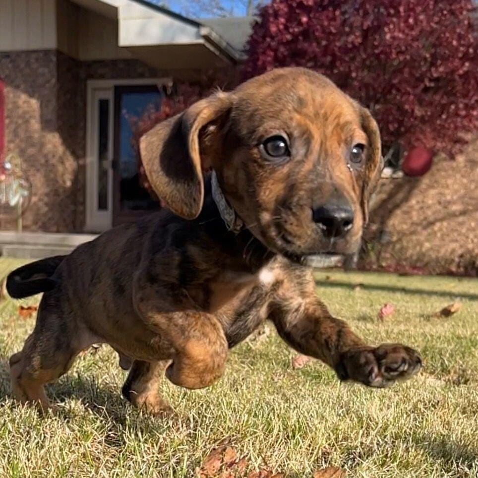 Adopt Jackson Today - Find Paw Pal